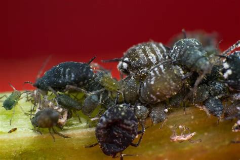 Premium Photo Macro Photo Of Aphids On Tree Branch