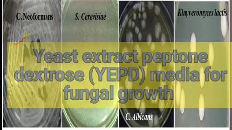 Yeast Extract In Cell Culture At Scott Lanier Blog
