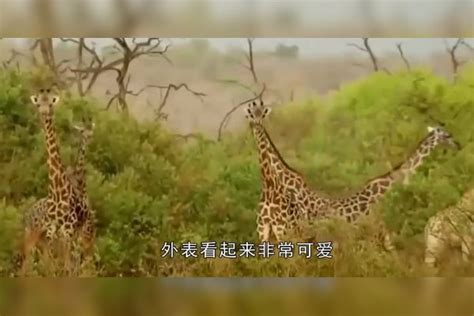 如果大象用鼻子和长颈鹿打架那会是什么样的画面不敢想象 那会 长颈鹿 画面