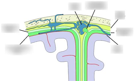 Subarachnoid Space Diagram Quizlet Subarachnoid Space Diagram Quizlet