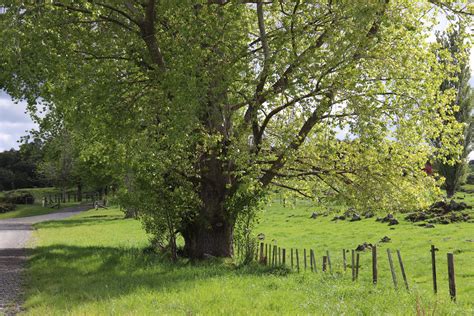 How To Paint Trees And Leaves Samuel Earp