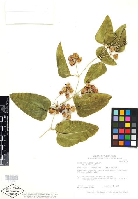 Smilax Ornata Systematics Etymology Habitat Cultivation