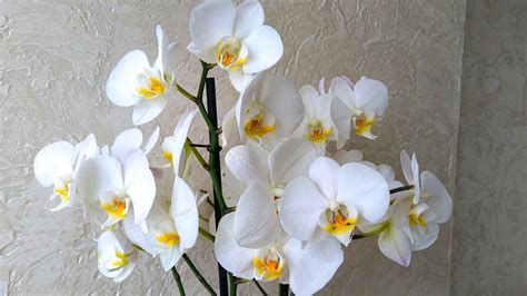 Орхидея белая уход. Как поливать орхидею - Orchid flower Комнатная ...