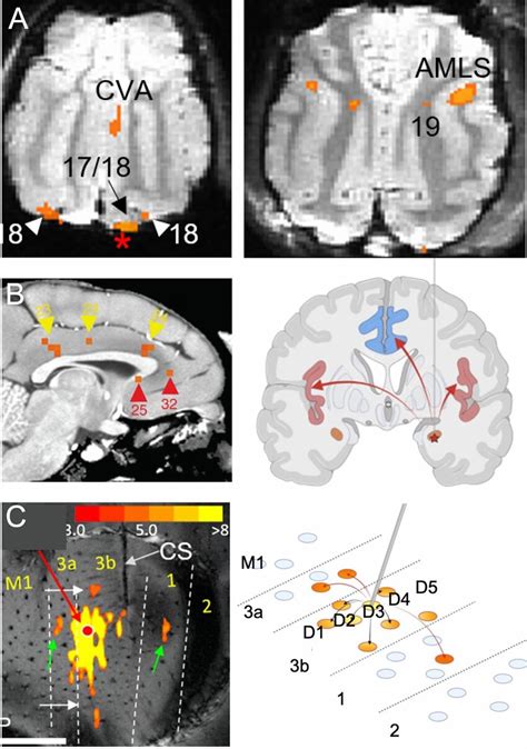 Brain Connectivity Revealed By Infrared Neural Stimulation Ins At Download Scientific Diagram