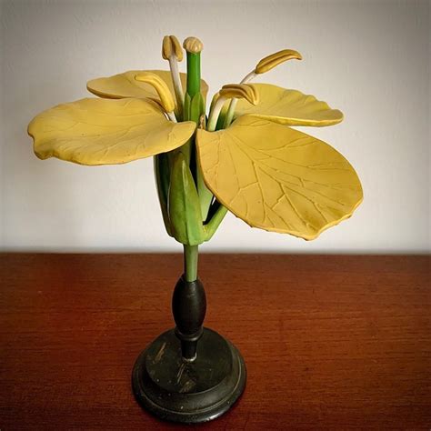 Brassica Plant Model Teaching Model Botanical Anatomy Model Catawiki