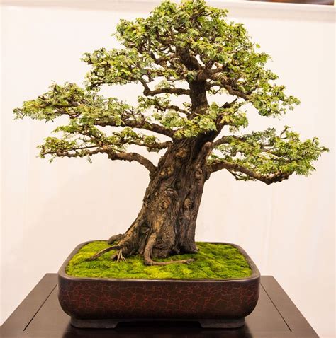 Bonsai A Coffee Plant At Scott Steward Blog