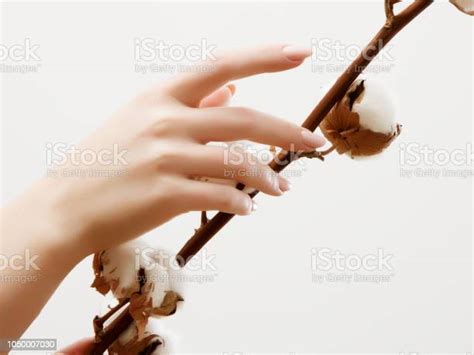 손 피부 관리입니다 손톱에 빛 핑크 매니큐어와 아름 다운 여자의 손의 근접 촬영 이미지입니다 손 크림 매니큐어 및 미용 관리 가느다란 손가락으로 우아하고 우아한 손입니다