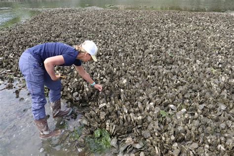 Oyster Reef Restoration As A Cimate Solution Is Taking Off Civil Eats