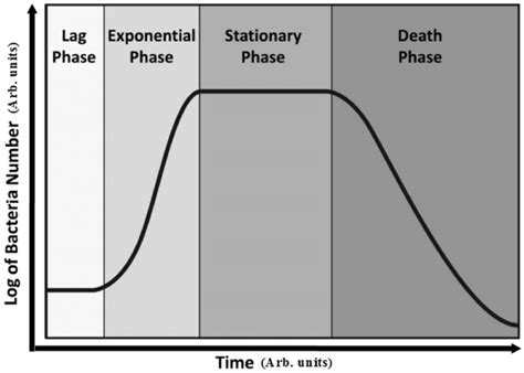 log bacteria number versus time download scientific diagram