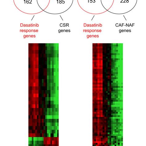 Effect Of Dasatinib On Gene Expression Heatmap Of Transcripts