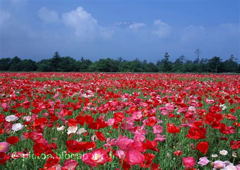 عکسینه عکس های بسیار زیبا از طبیعت ایران