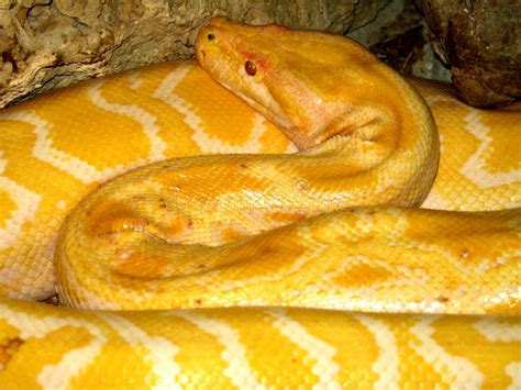 Burmese Python Python Bivittatus Stock Image Image Of Breakfast Snack 276756473