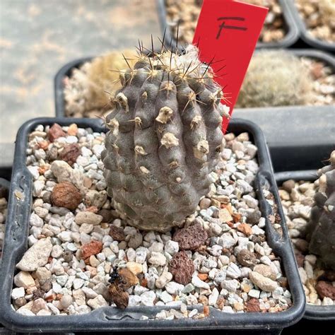 Copiapoa Leonensis Cactus Y Suculentas Online