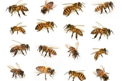 Identifying Honey Bees Gardening Shady Style Native Bees Id Chart