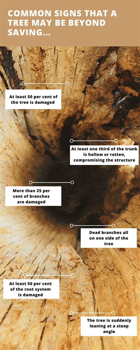 How To Kill A Tree Sydney Tree Co