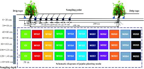 Schematic Diagram Of Jujube Planting Mode Download Scientific Diagram
