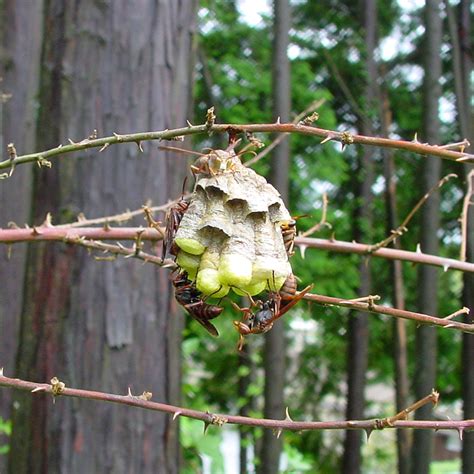 キボシアシナガバチ ヒゲおやじの蜂類生態図鑑
