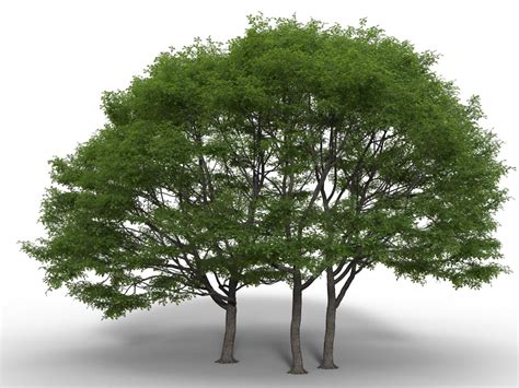 Ultratree System Questions Page 3 Daz 3d Forums