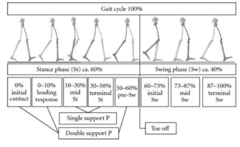 Write About Topics Related To Motor Function Or Anatomical Structure Of The Body By Jawadz51