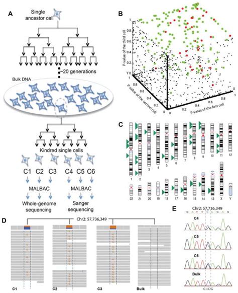 Genome Wide Detection Of Single Nucleotide And Copy Number Variations Of A Single Human Cell