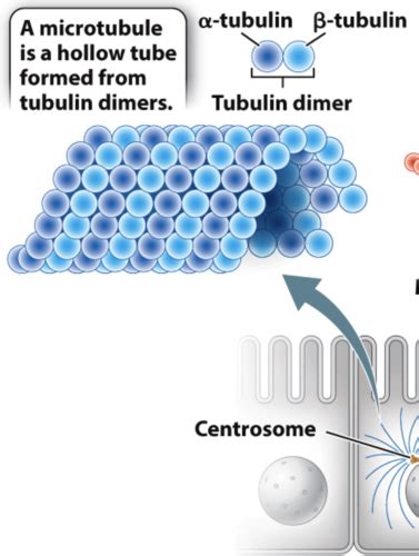 Cell Junctions Flashcards Quizlet
