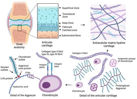 Articular Cartilage Encyclopedia Mdpi