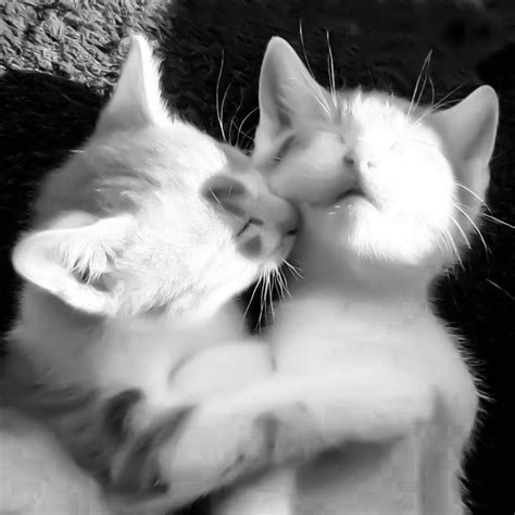 υⲕυ ⲇⲗя ⲕⲟⲧяⲧ 2 ｡ ｡ ♡ Gatinhos