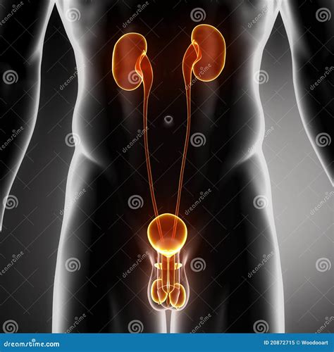 Testis Cartoon Vector 17377931