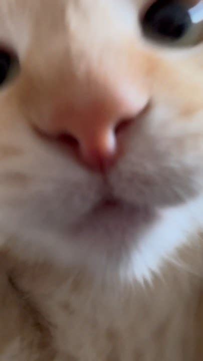Недовольный Зевсик😼 котенок кот котик милыйкот Youtube
