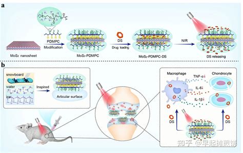 最近氨糖软骨素很火，这东西到底是不是智商税？关节不适能吃吗？ 知乎