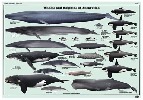 Antarctic Whales Whales Facts And Adaptations