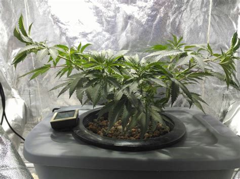 My Dwc Setup Grasscity Forum The Worlds Largest Cannabis Weed Community