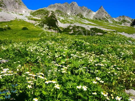 長野県 涸沢カールのお花畑 61892188 の写真素材 アフロ