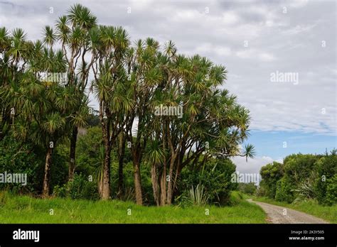 Cabbage Trees Stand At The Front Of Native Bush By The Side Of A
