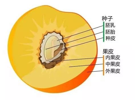 苹果和梨上面的麻子是什么桃子的屁股沟又是什么 春雨医生