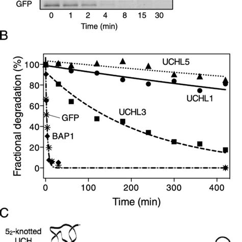 Clpxp Mediated Proteolysis Of Ssra Tagged Uchs Monitored By Sds Page Download Scientific
