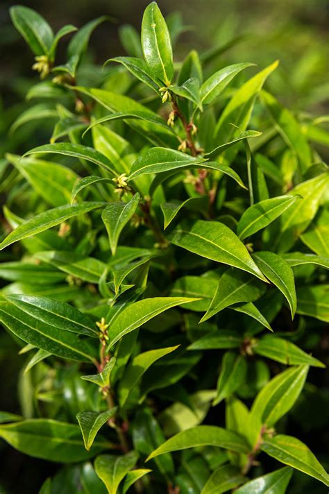 Plant Focus Sarcococca Greenwood Plants