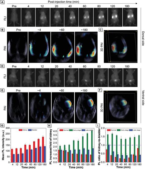 Optical Image In Renal Fibrosis Mice Model Ad Representative
