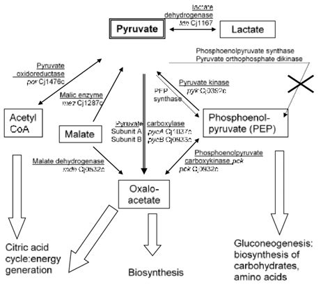 The Central Role Of Pyruvate In Cellular Metabolism And Key Enzymatic