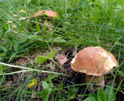 Сможете узнать все лесные грибы на 14 фотографиях Тест для грибников грибной критик Дзен