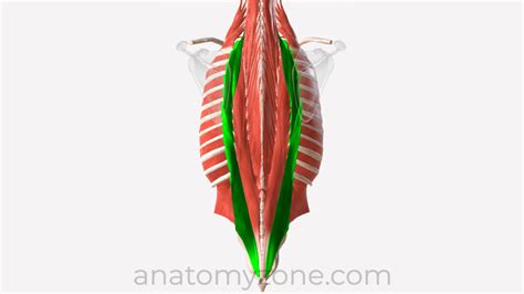 Iliocostalis Origin Insertion Action 3d Model Anatomyzone