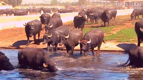 Wonderful Water Buffalo Farming Amazing Buffalo Dairy Farm Modern