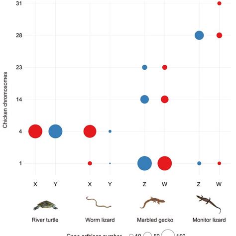 Independent Origin Of The Sex Chromosomes Of Four Reptile Species 208 Download Scientific