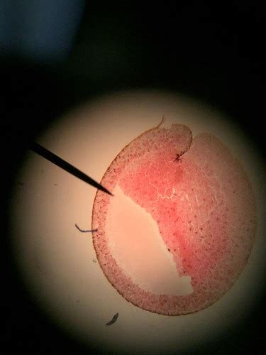 Bio Lab Practical Flashcards Quizlet