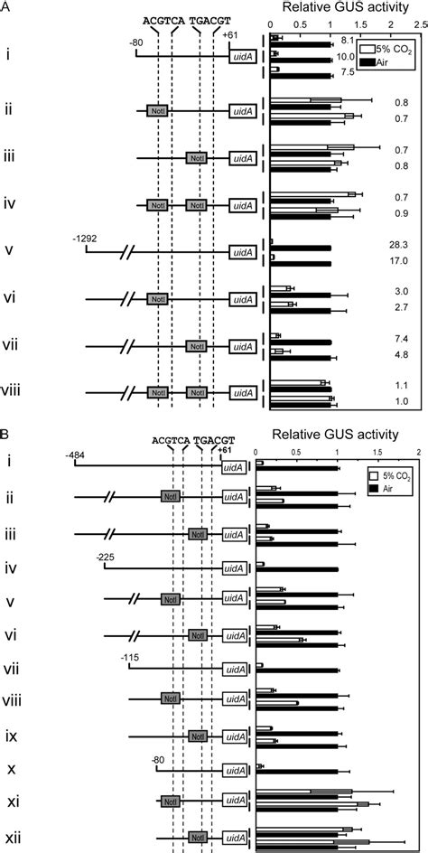 Figure 1 From Co2 Camp Responsive Cis Elements Targeted By A Transcription Factor With Creb Atf