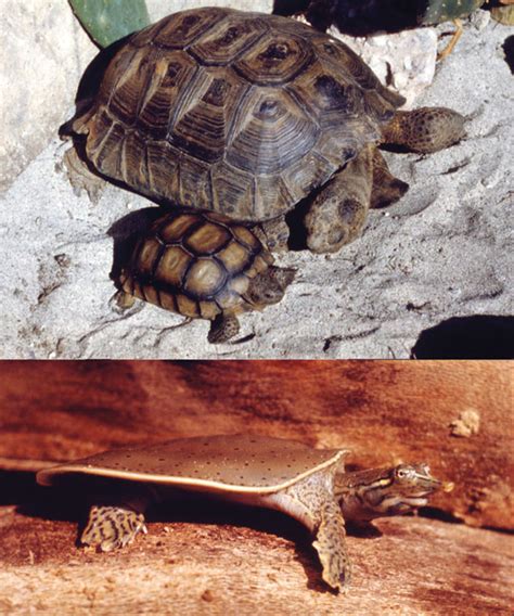 Differences In Turtle Ecology There Are About 300 Extant Species Of