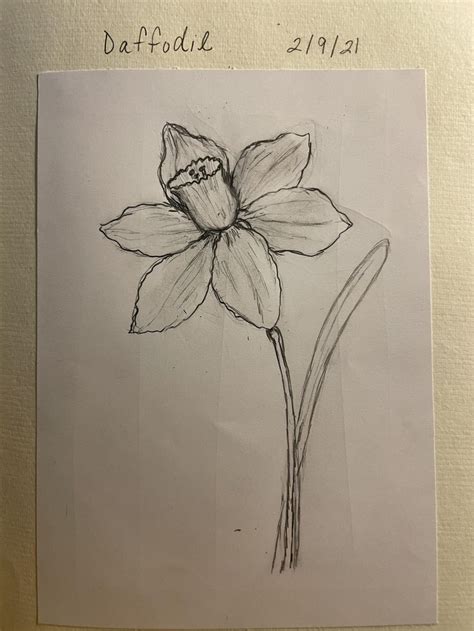 Drawing Realistic Flowers Skillshare Babe Project
