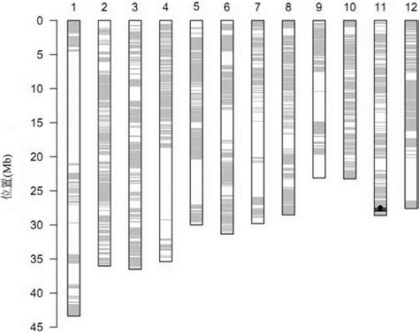 Recombined Nucleic Acid Fragment Reccr010065 And Detection Method Thereof Eureka Patsnap