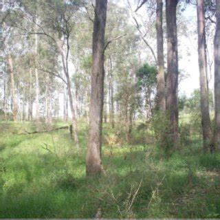View Looking Towards The South Showing Remnant Trees Of The Cumberland Download Scientific