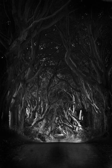 Built By Branches Nine Of The Most Incredible Tree Tunnels Atlas Obscura
